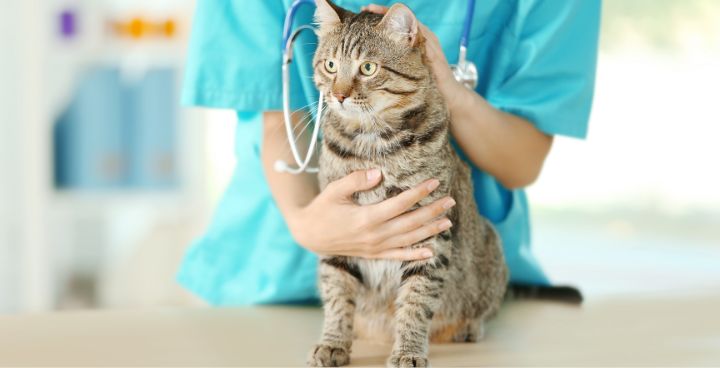 Lumps in cats | Health A-Z