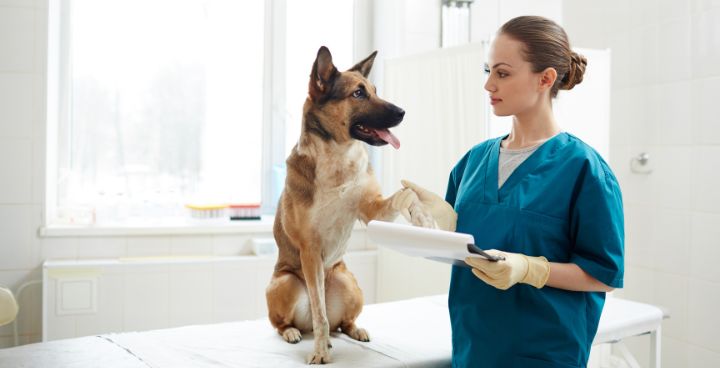 Skin scrapes in dogs | Health A-Z