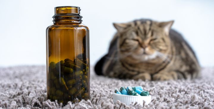Triaditis in cats | Health A-Z