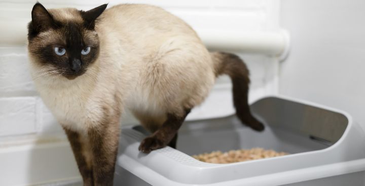 Triaditis in cats | Health A-Z
