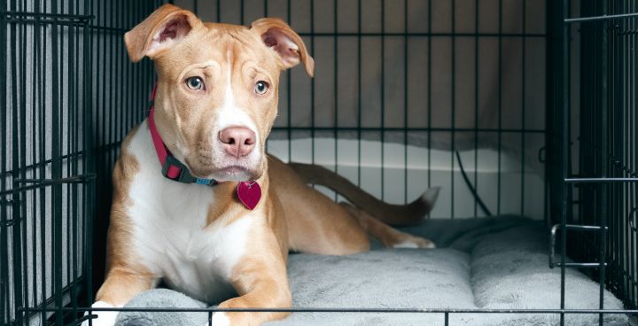 Skin scrapes in dogs | Health A-Z