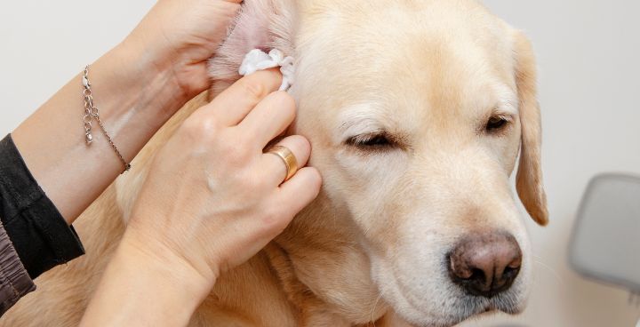 Ear lumps in dogs | Health A-Z