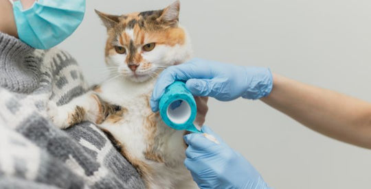 Cysts in cats | Health A-Z