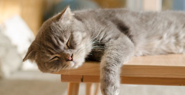 Triaditis in cats | Health A-Z