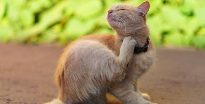 Vaginal discharge in cats | Health A-Z