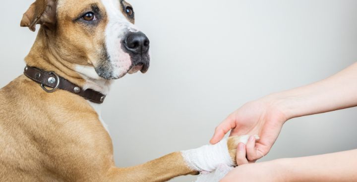 Skin scrapes in dogs | Health A-Z