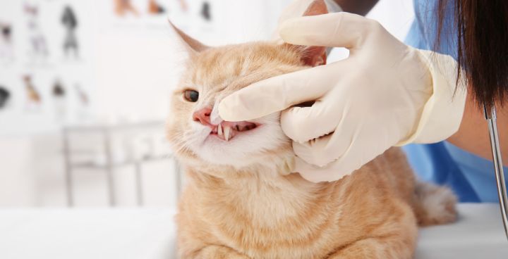 Triaditis in cats – Joii Pet Care