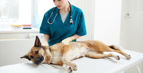 Sedation in dogs | Health A-Z
