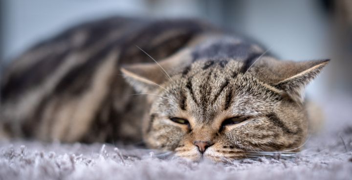 Triaditis in cats | Health A-Z