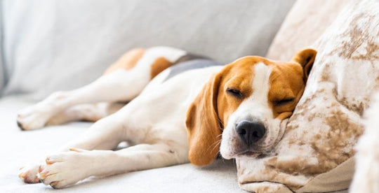 Brachycephalic Obstructive Airway Syndrome (BOAS) in dogs | Health A-Z