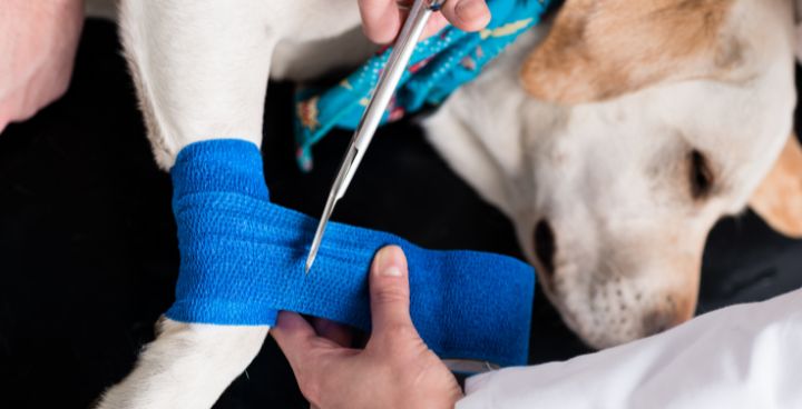 Sedation in dogs | Health A-Z