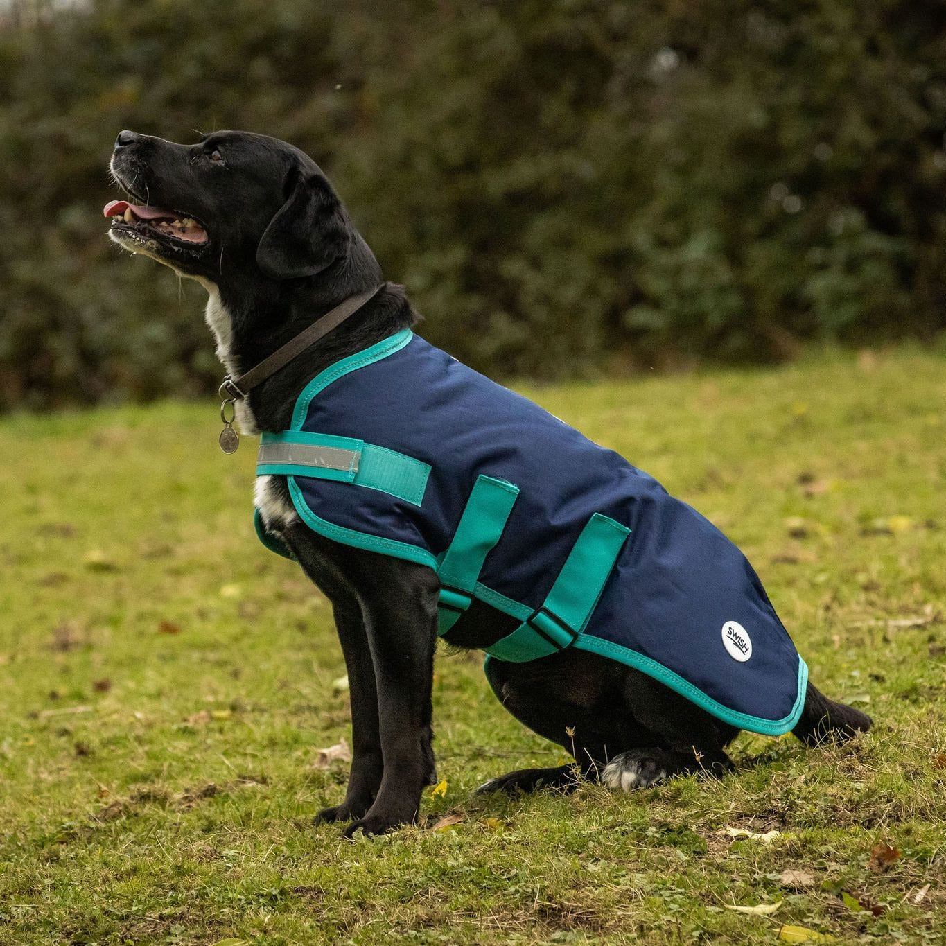 Waterproof Dog Coat - Navy | Joii Pet Shop