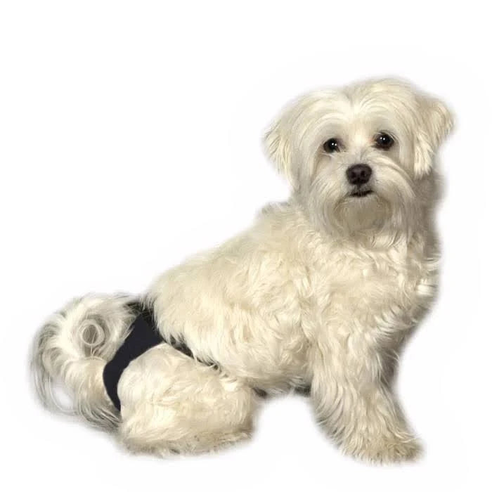 BUSTER Sanitary Pants | Protective Hygiene Wrap - Black | Joii Pet Shop